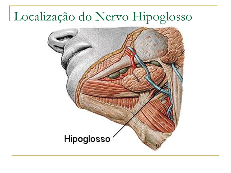 Nervos do pescoço